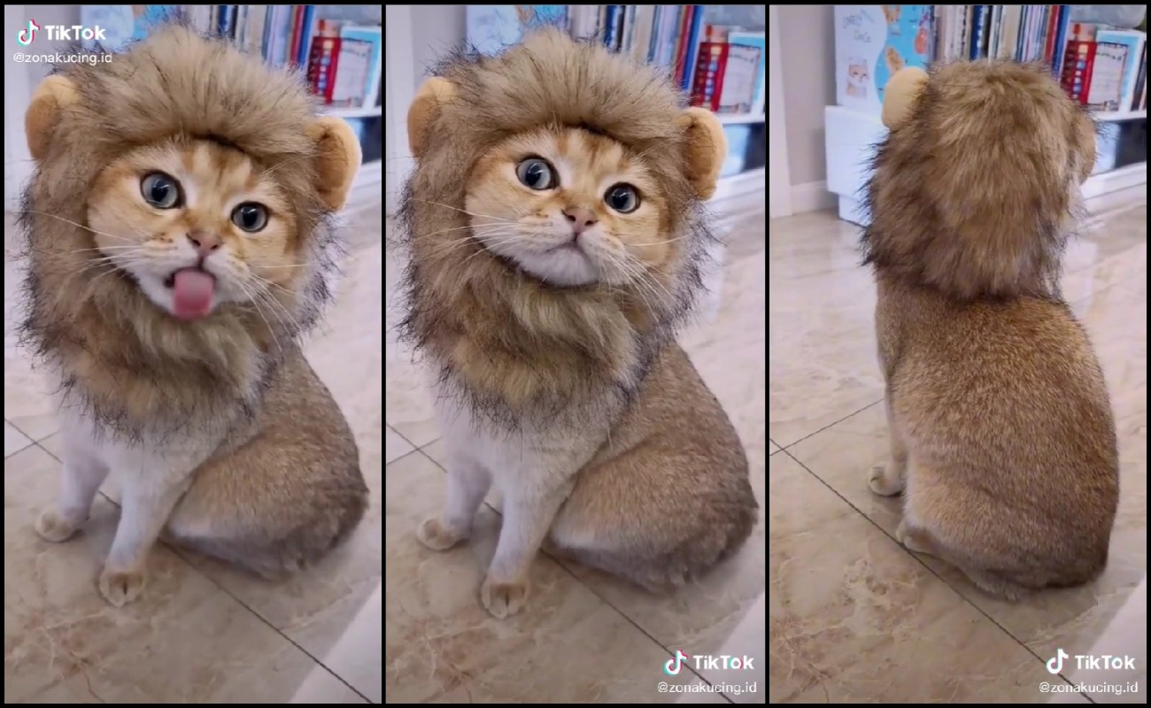 Lebih 11.4 Juta ‘Geram’ Dengan Anak Kucing Jadi Singa – Manis Madu