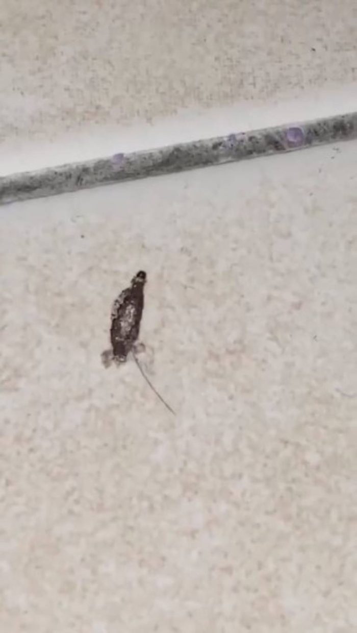 ‘Benda Kecil’ Melekat Di Dinding Rumah! Nampak Kecil Rupanya Beracun ...