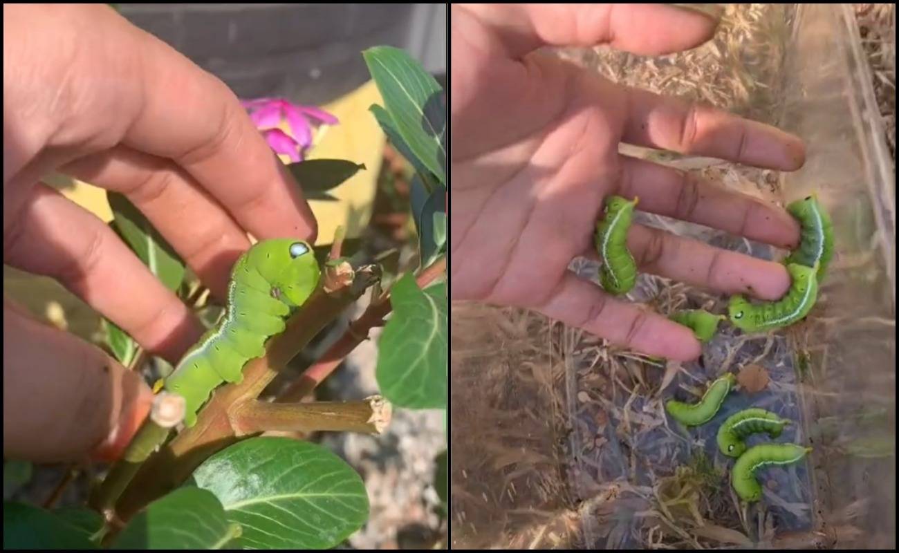 Ajar Cara ‘Menuai Ulat’, Gadis Jadikan Ulat Sebagai Lauk Harian ...