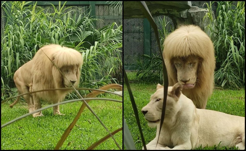 Comel! Fesyen Pelik Rambut Singa Undang Tanda Tanya, Penjaga Zoo Nafi ...